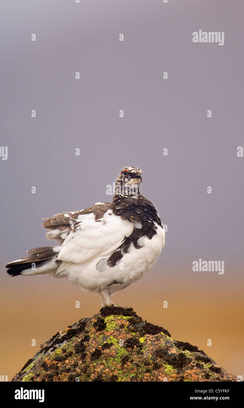 Transition Plumage High Resolution Stock Photography and Images - Alamy