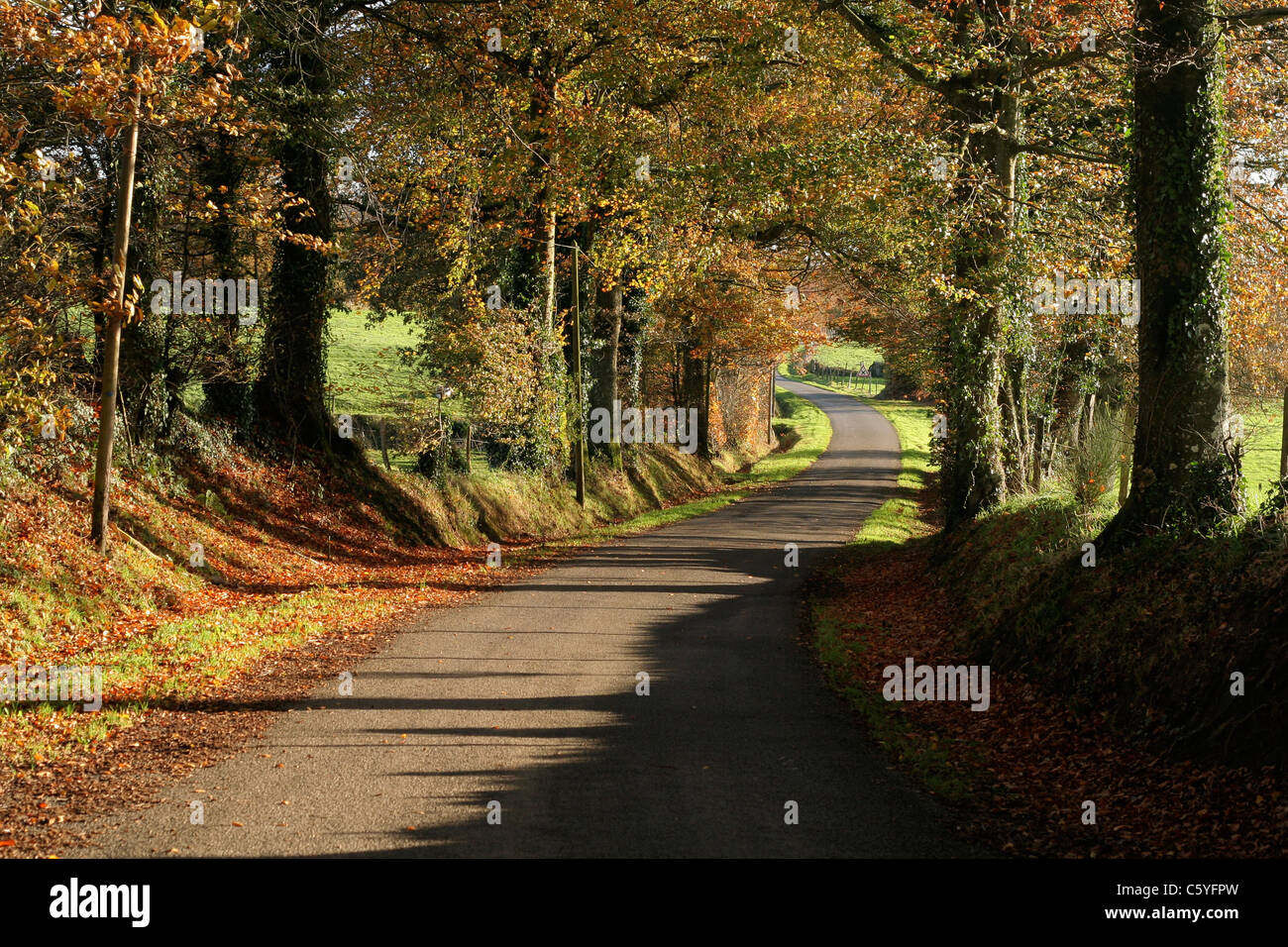 A small road in the countryside, in the autumn (Orne, Normandy, France ...