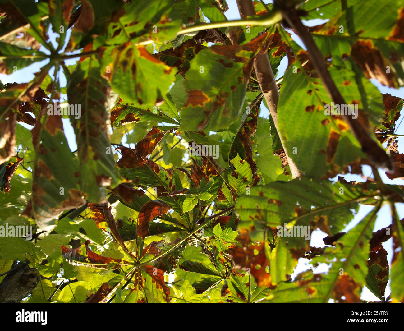 Rotting vegetation hi-res stock photography and images - Alamy