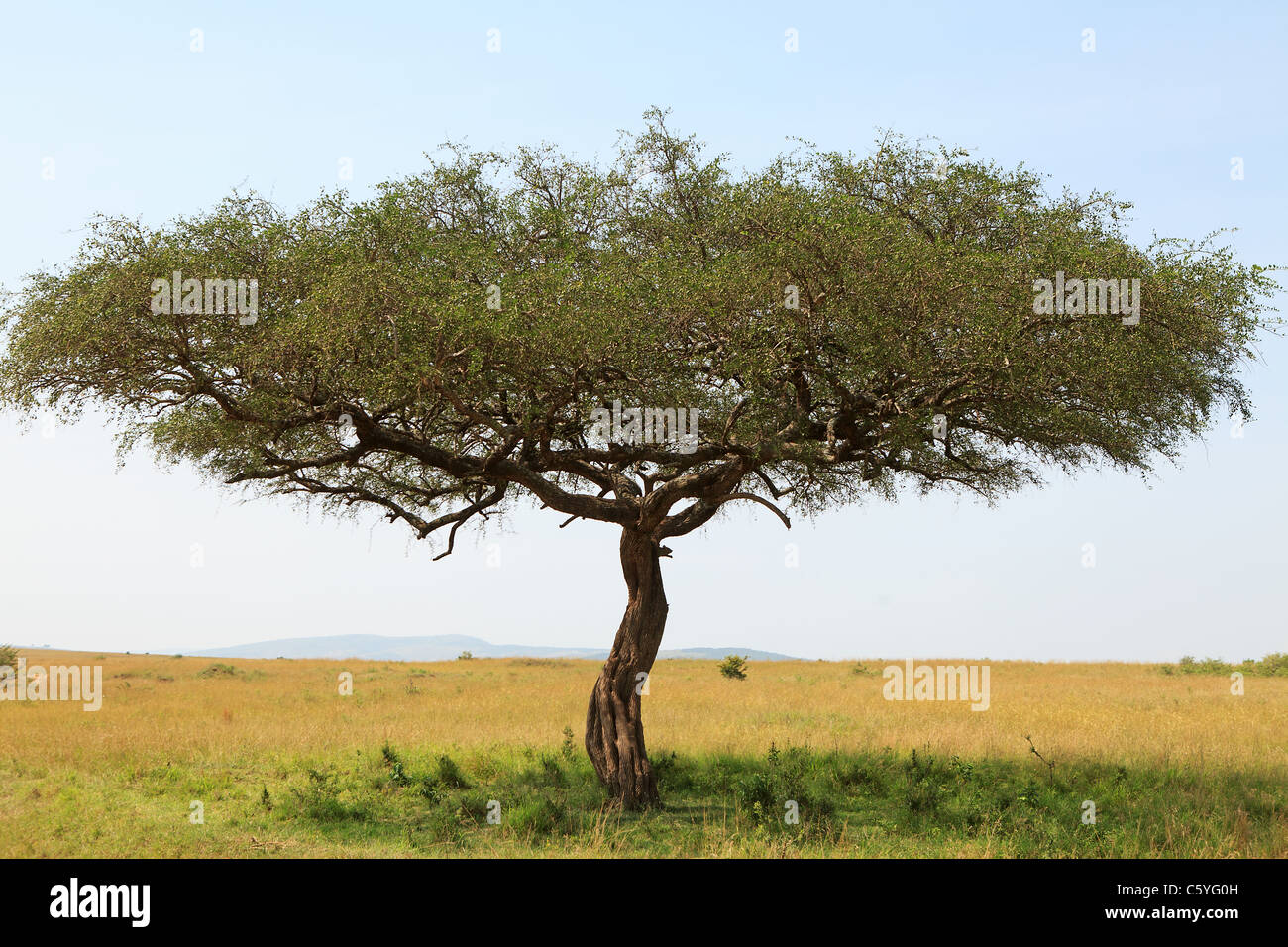 landscape with Acacia tree in Africa Stock Photo - Alamy