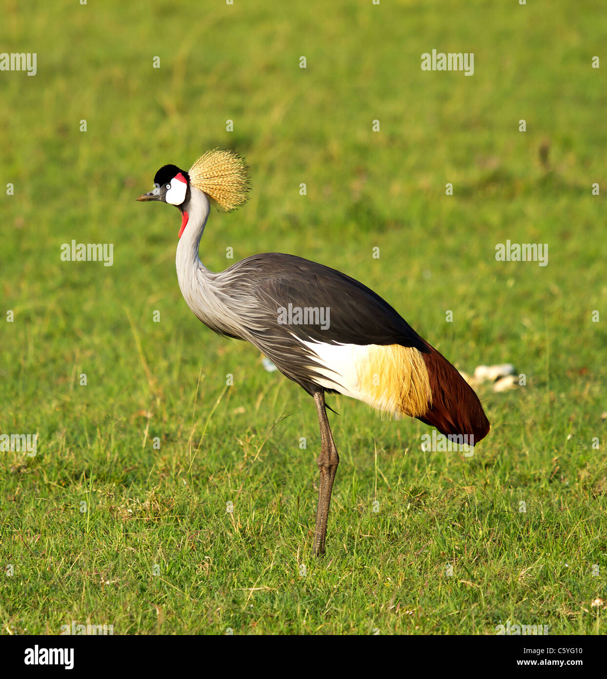 Crowned crane in the wild hi-res stock photography and images - Alamy