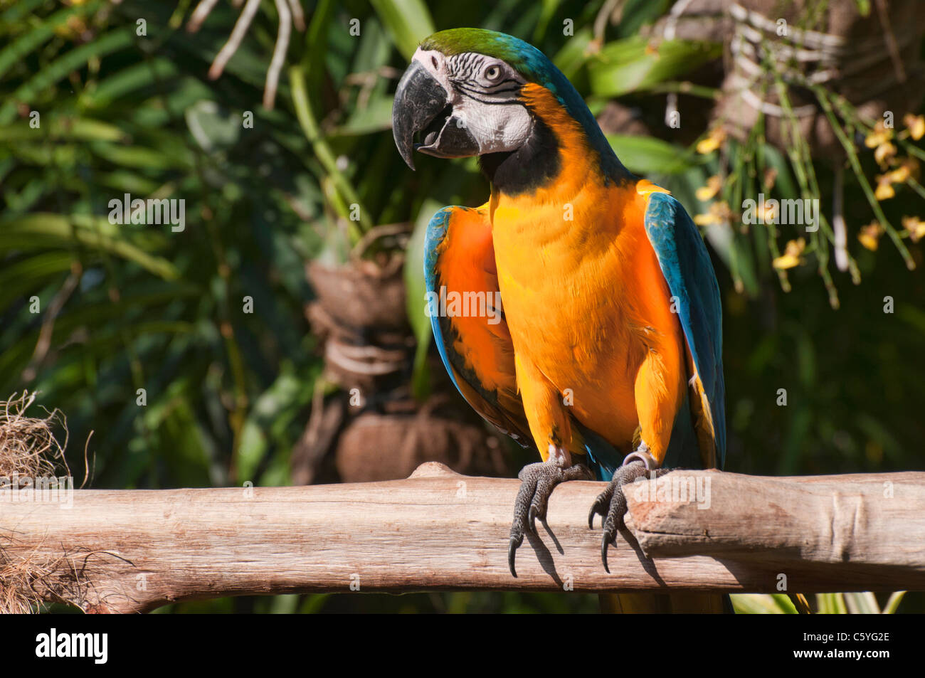 Yellow macaw photographed at the Jurong Birds Park in Singapore Stock ...