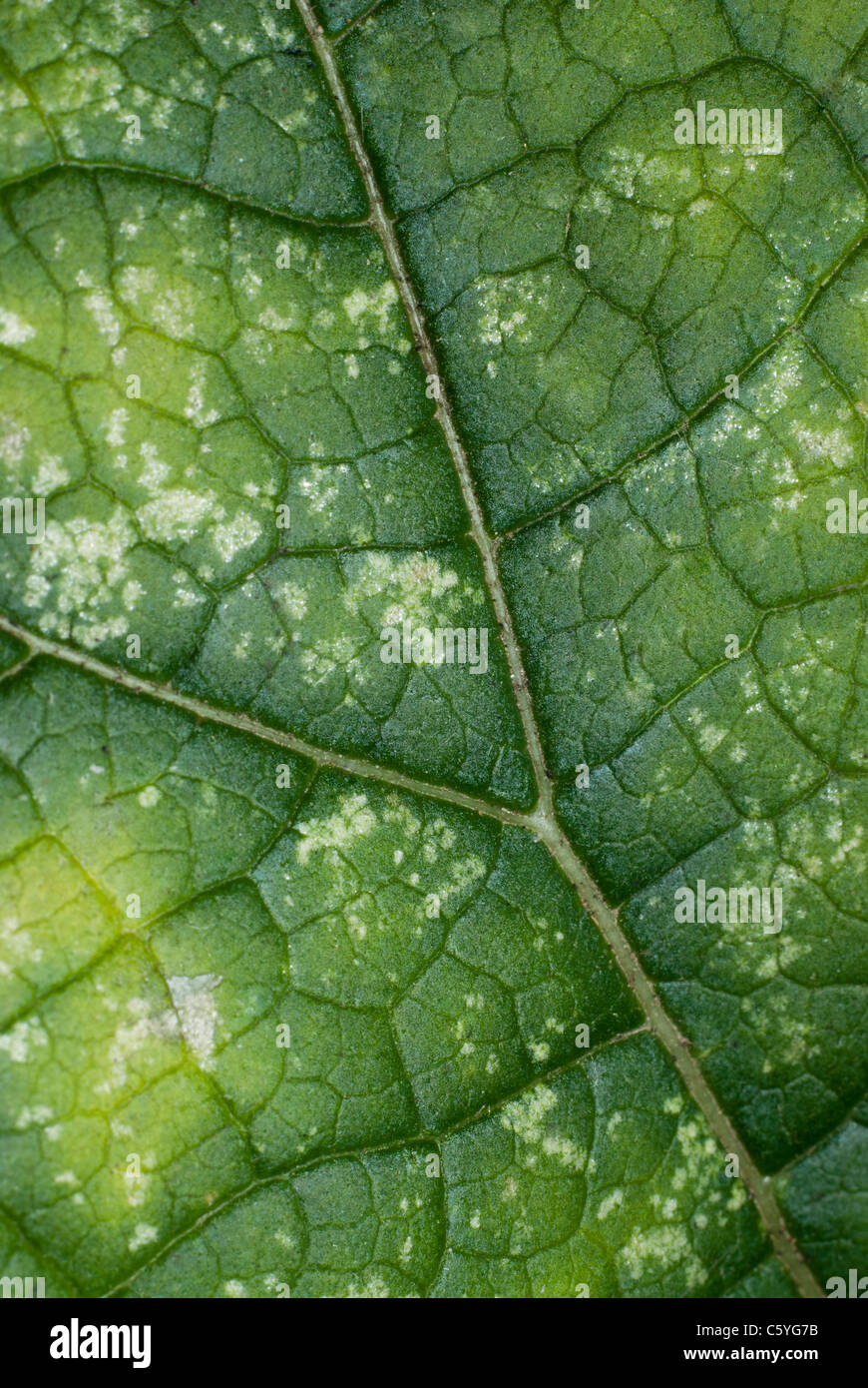 Button (arctium) leaf Stock Photo - Alamy