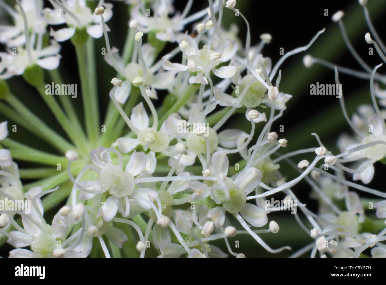Little white forest flowers Stock Photo - Alamy