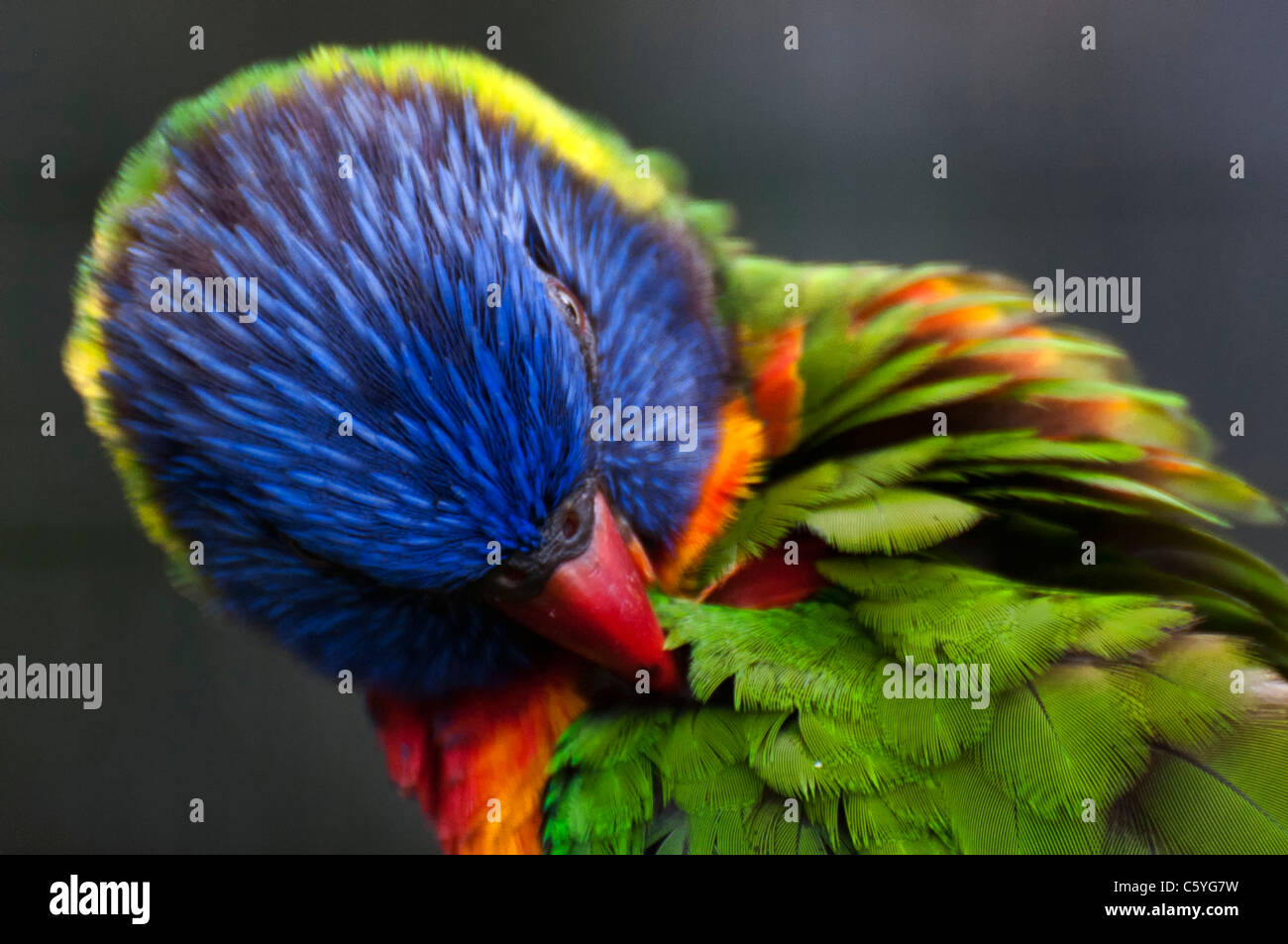 Squawking parrot hi-res stock photography and images - Alamy