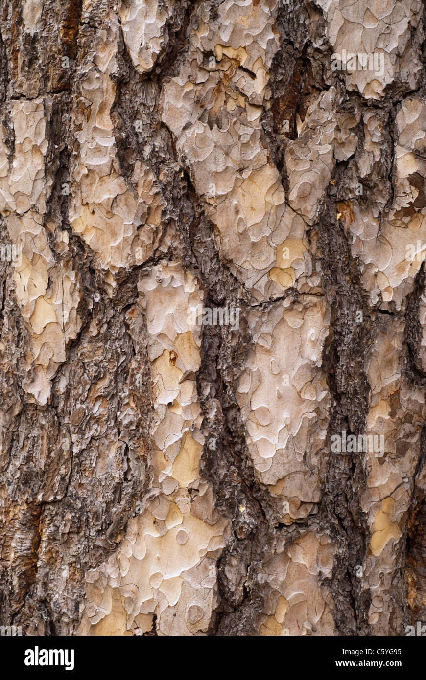 Close up of the pine bark Stock Photo - Alamy