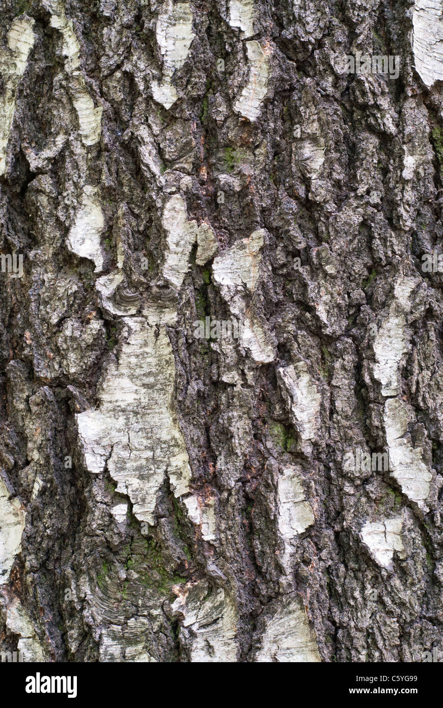 Close up of the birch bark Stock Photo - Alamy
