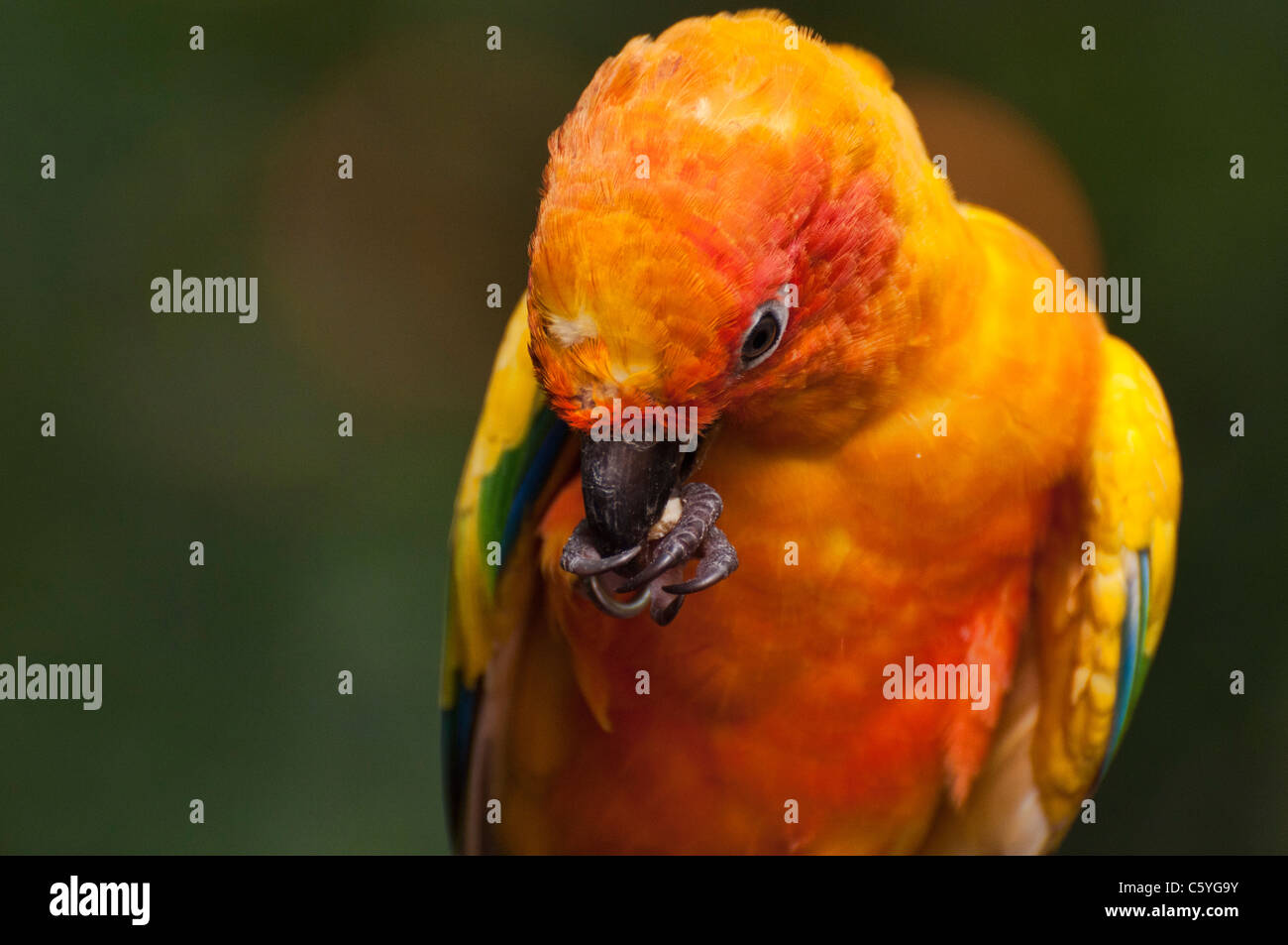 Sun conure parakeets photographed jurong hi-res stock photography and ...