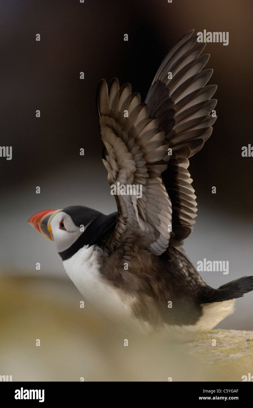 Atlantic puffin wing stretch hi-res stock photography and images - Alamy