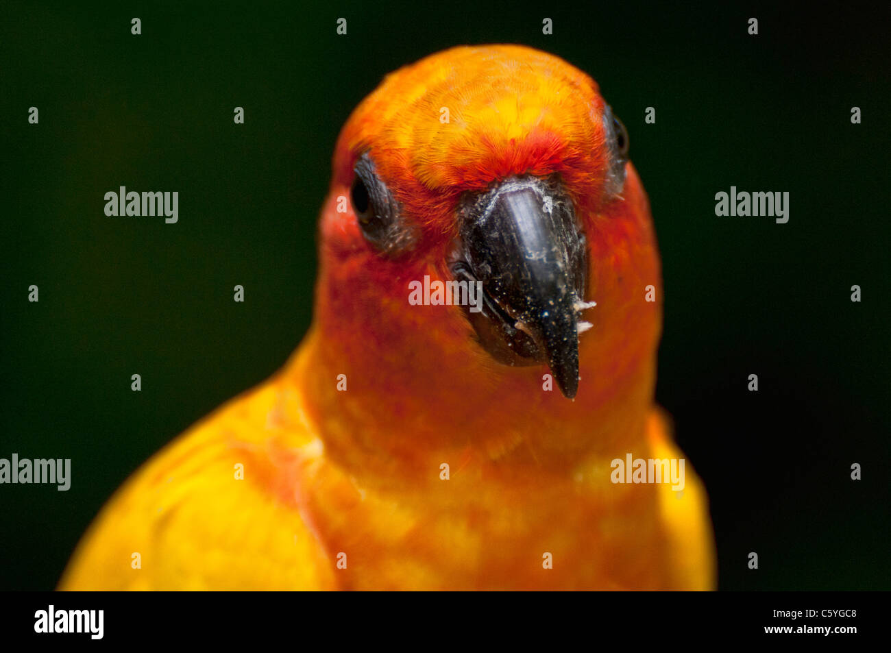 Sun conure parakeets photographed at the Jurong Birds Park in Singapore ...
