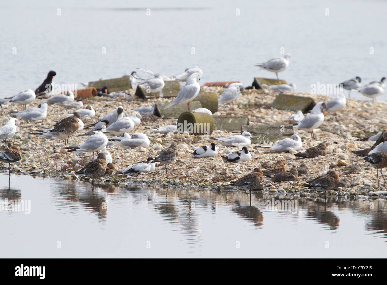 Avocets and other wading birds in Brownsea Lagoon on Brownsea Island in ...