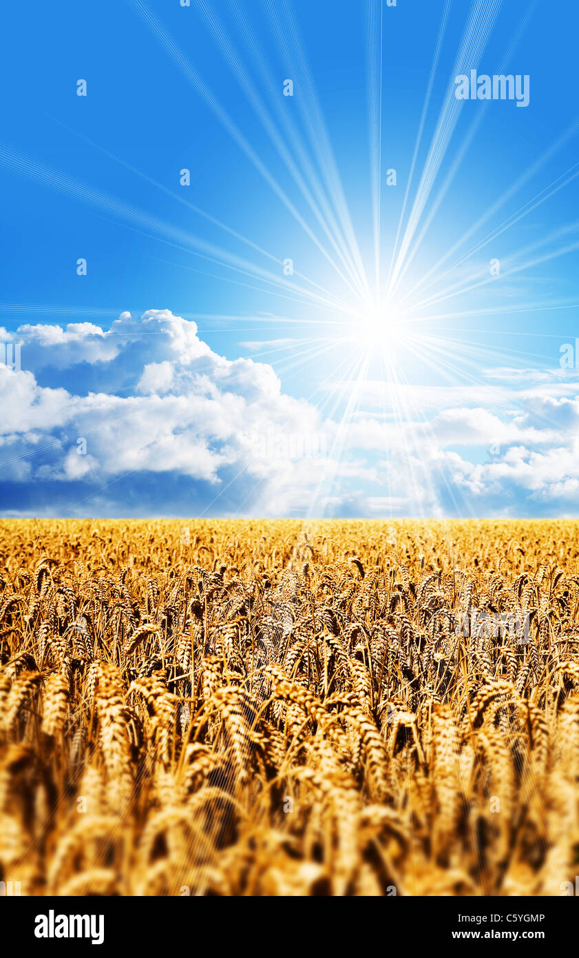 Sunny Crops High Resolution Stock Photography and Images - Alamy