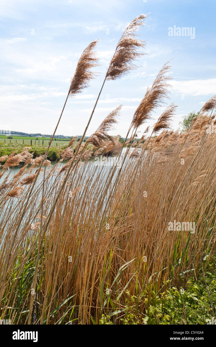Reeds river bank riverbank hi-res stock photography and images - Alamy