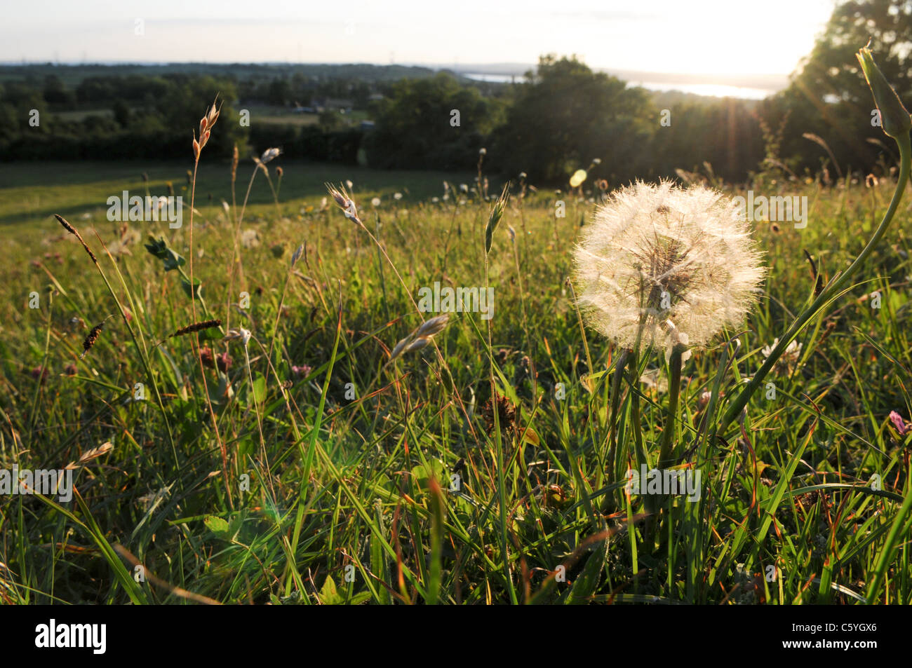Delicate dandelion head in a wildflower meadow lit by sunlight with the ...