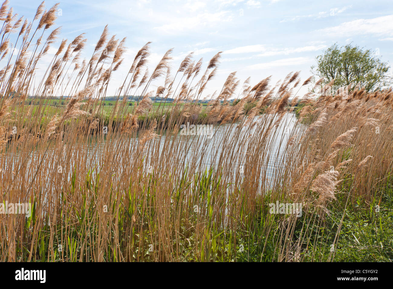 Reeds river bank riverbank hi-res stock photography and images - Alamy