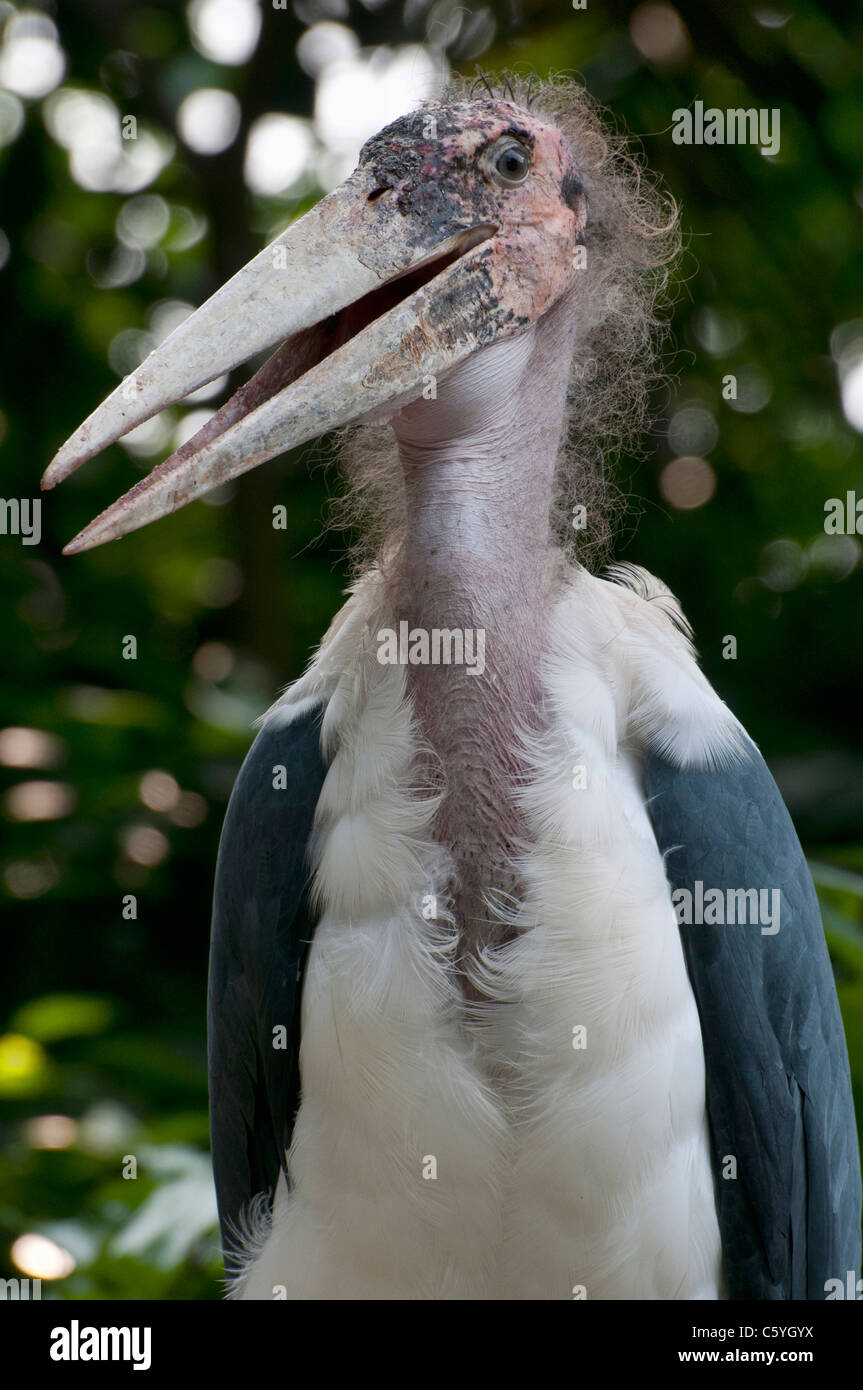Squawking parrot hi-res stock photography and images - Alamy