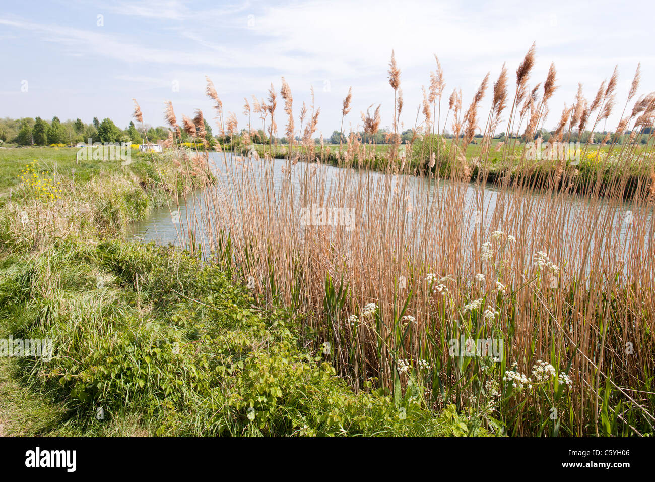 Reeds river bank riverbank hi-res stock photography and images - Alamy