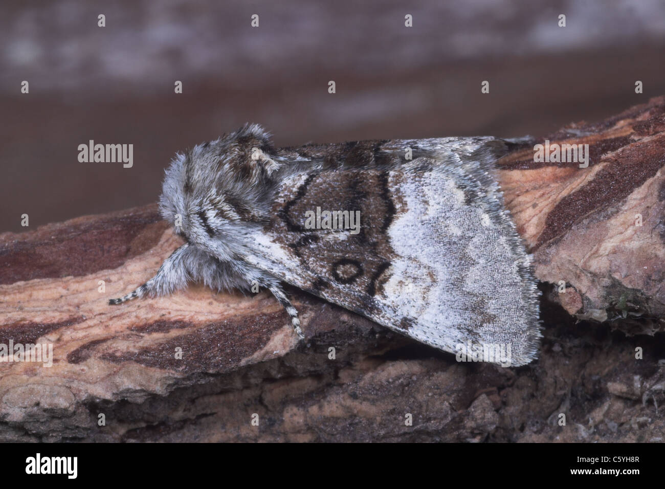 Moth on tree bark. Somerset. UK Stock Photo - Alamy