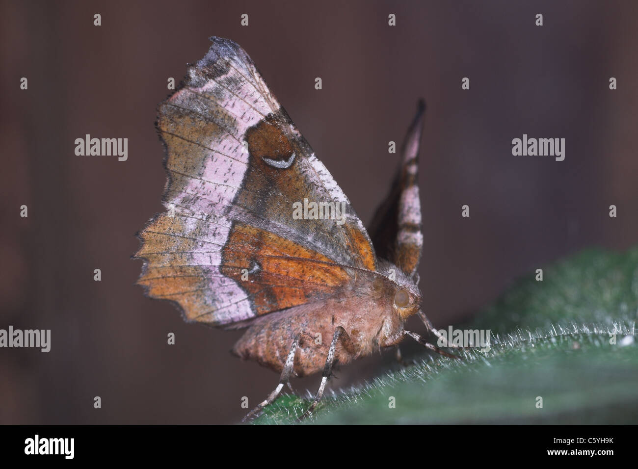 British moth hi-res stock photography and images - Alamy