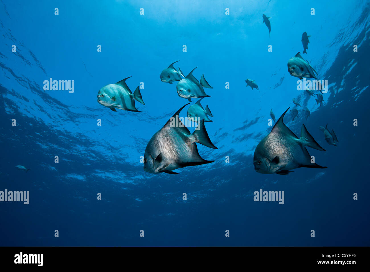 Atlantic ocean fish hi-res stock photography and images - Alamy