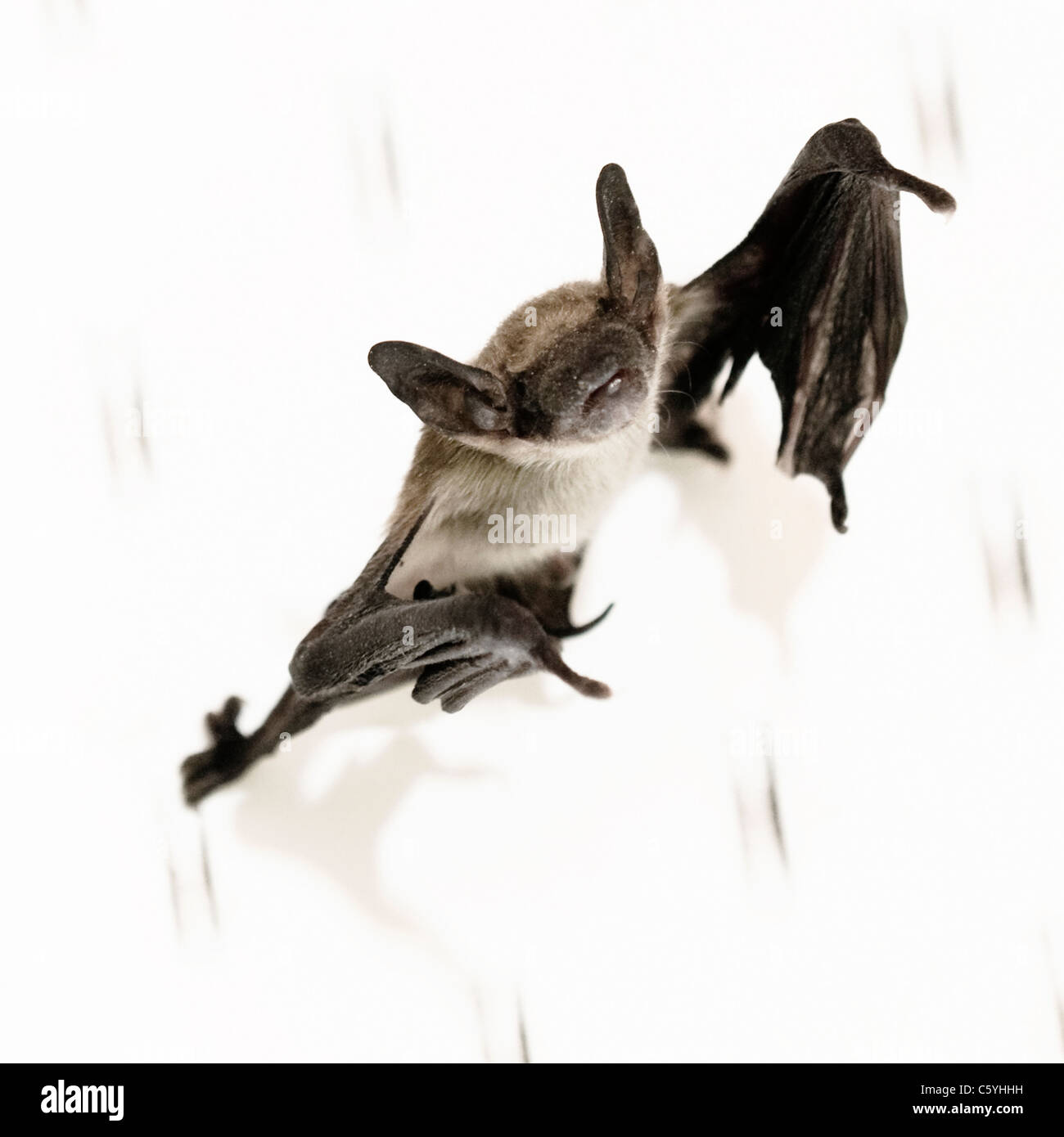 Little Brown Bat High Resolution Stock Photography and Images - Alamy