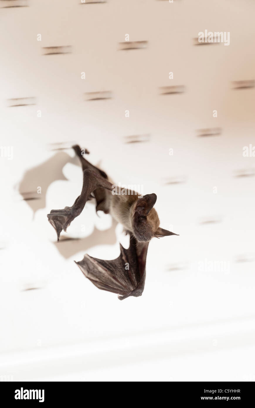 Little brown bat myotis lucifugus hi-res stock photography and images ...