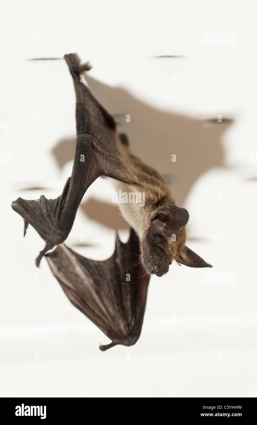 Little brown bat canada hi-res stock photography and images - Alamy