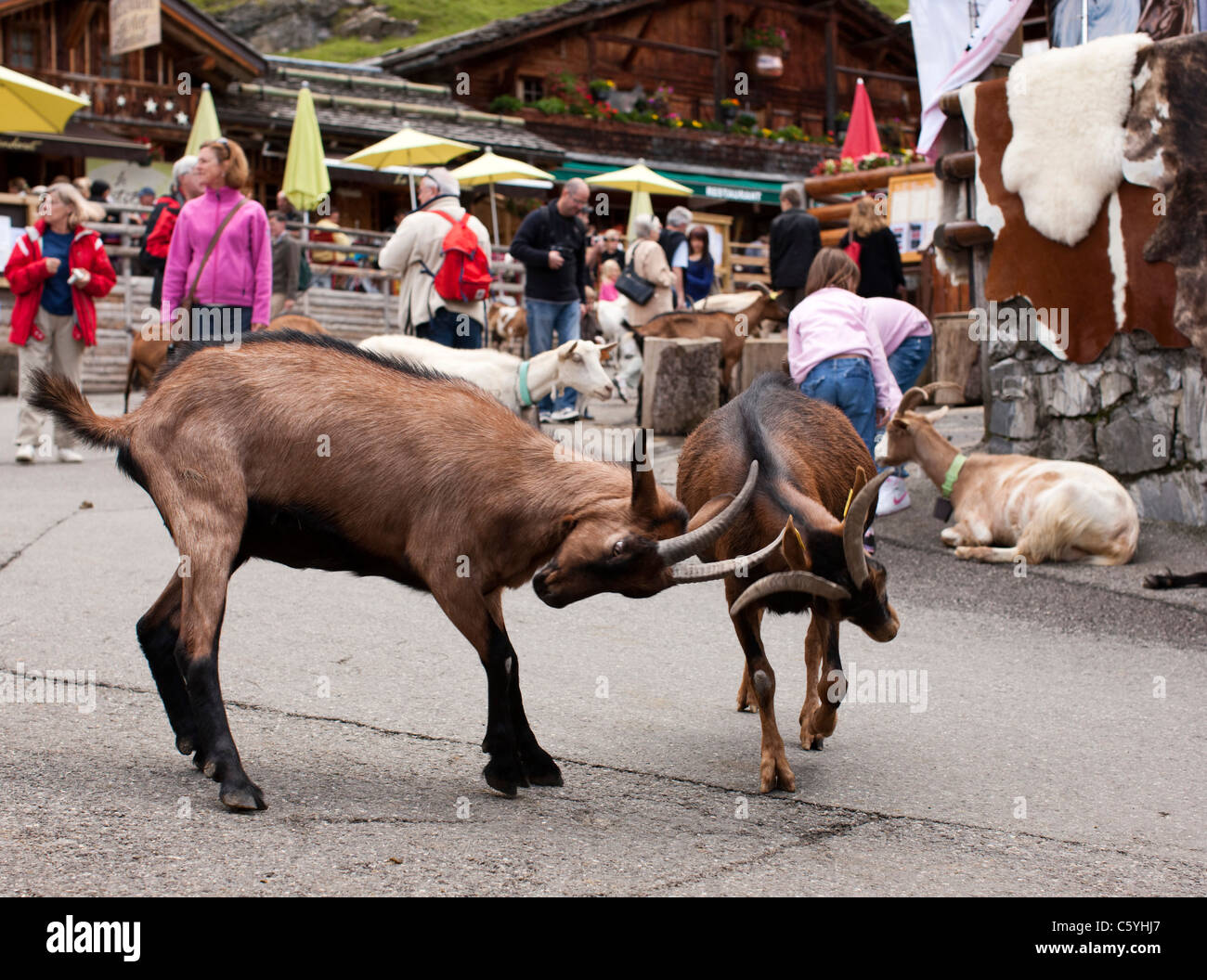 Goats rutting in the village of Les Lindarets. Avoriaz, France Stock ...