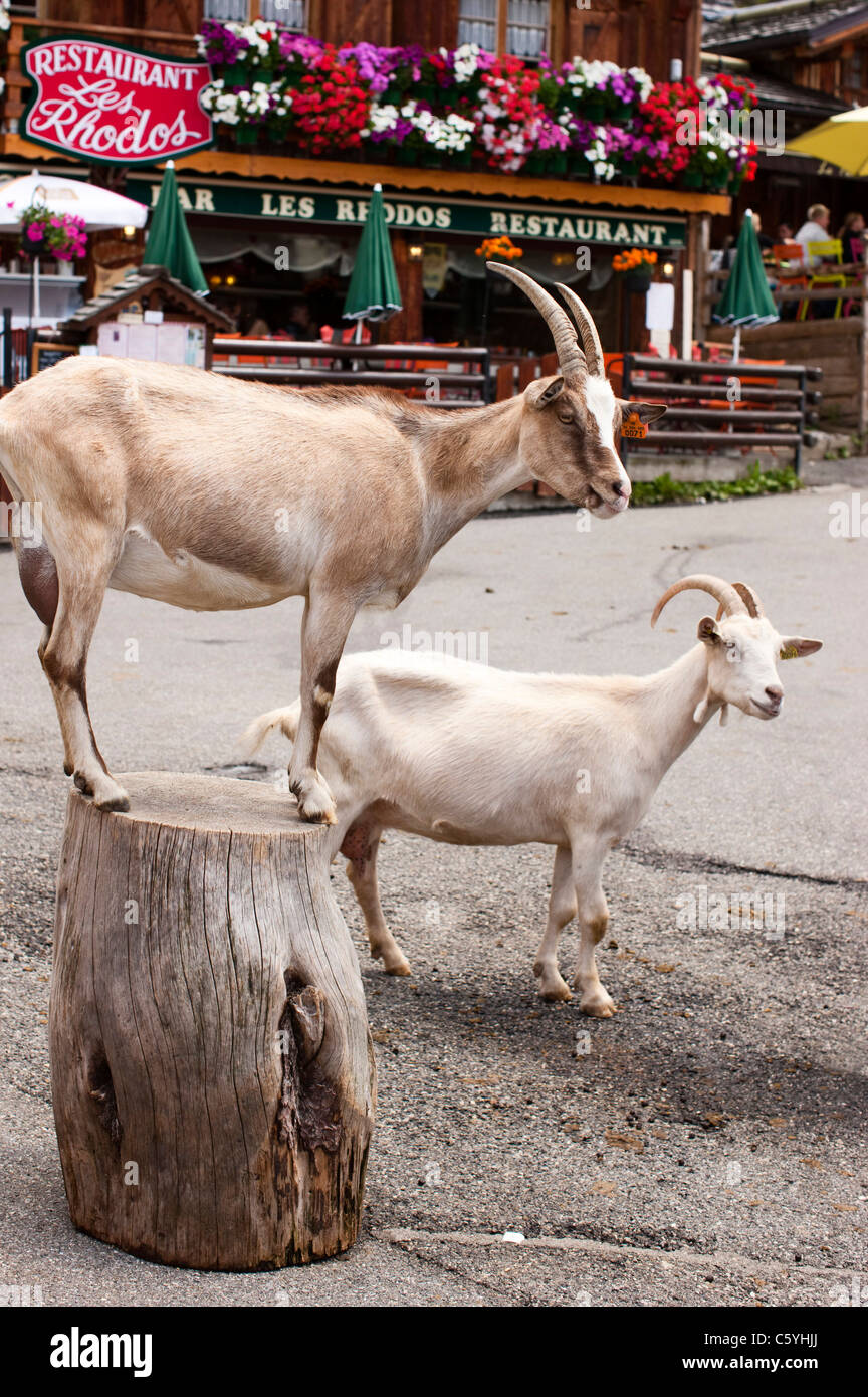 Goats in the village of Les Lindarets. Avoriaz, France Stock Photo - Alamy