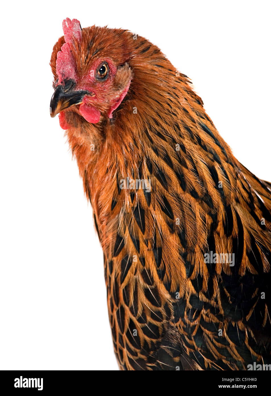 Domestic chiken hi-res stock photography and images - Alamy