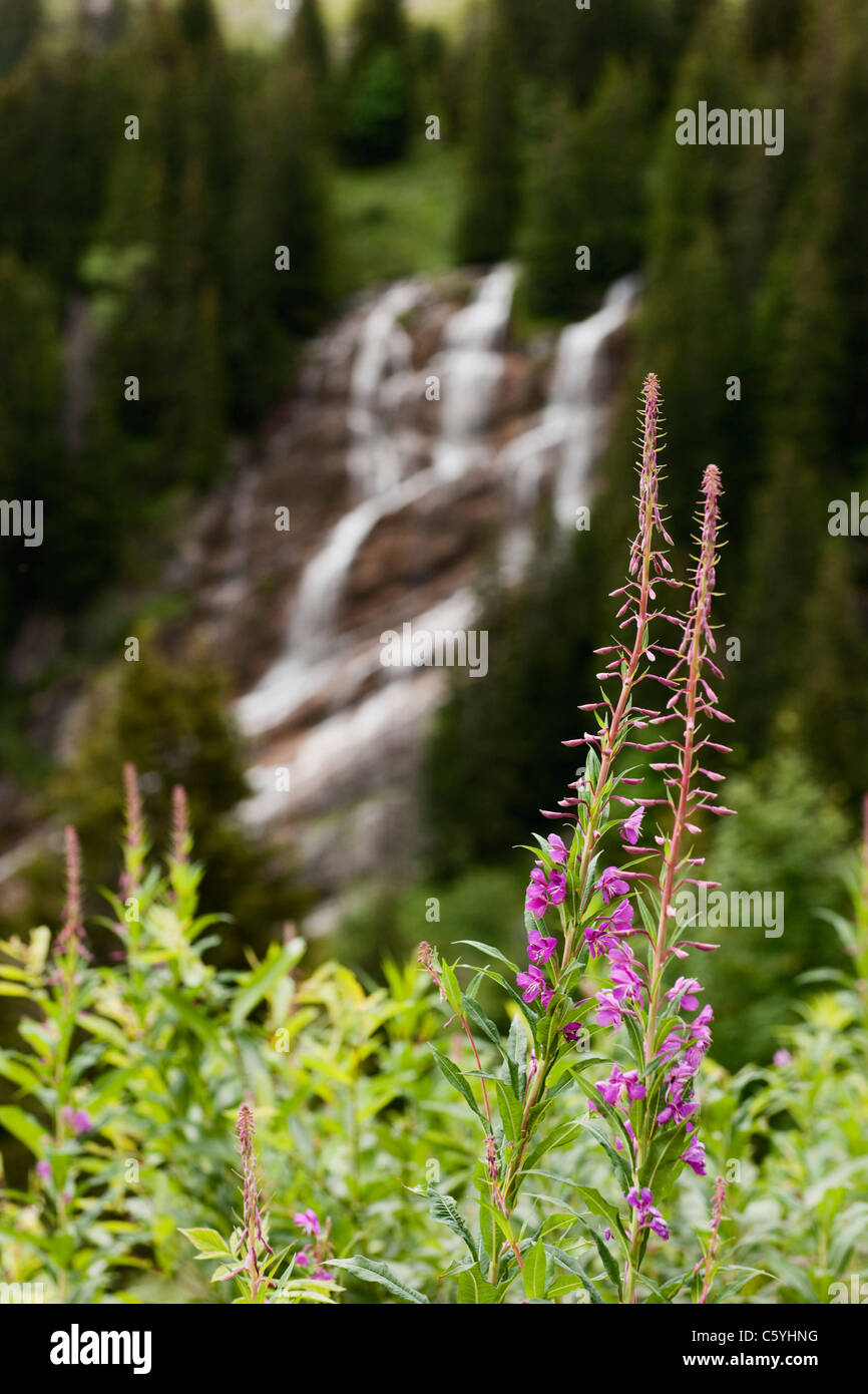 Purple Alpine Fireweed with waterfall in distance. Avoriaz, France ...