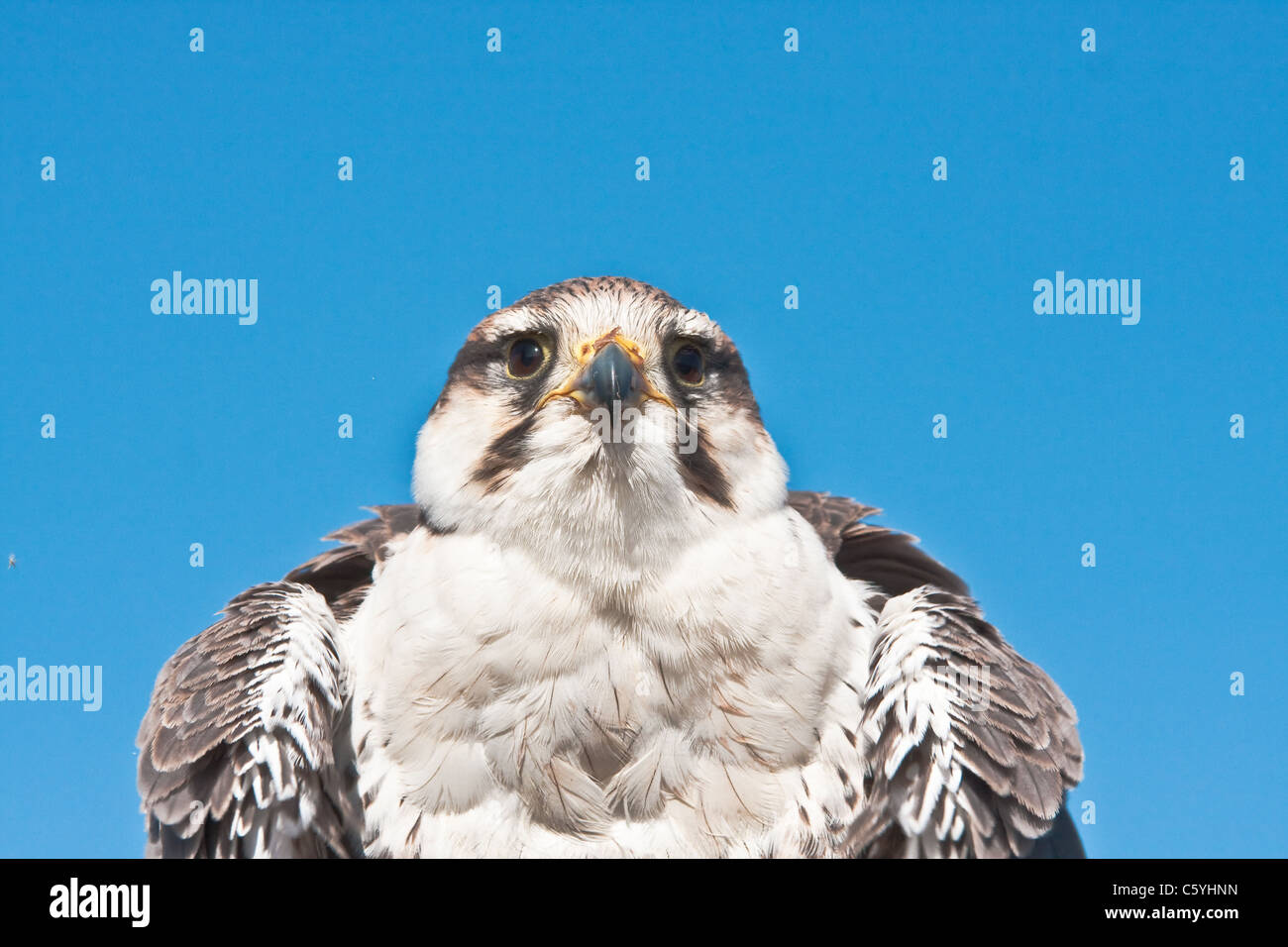 Detailed image of a lugger falcon against a vibrant blue sky Stock ...