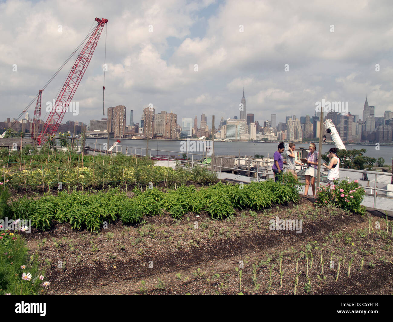 Eagle street farm brooklyn hi-res stock photography and images - Alamy