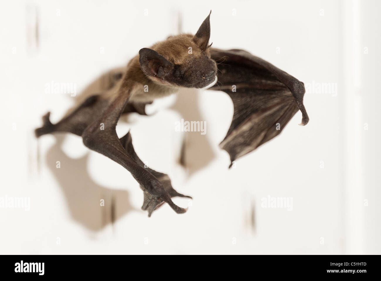 Myotis bat canada hi-res stock photography and images - Alamy