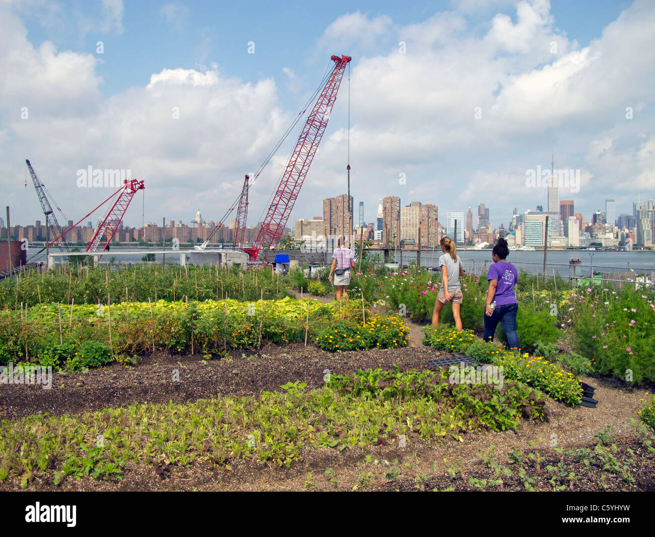 New york city rooftop farm hi-res stock photography and images - Alamy