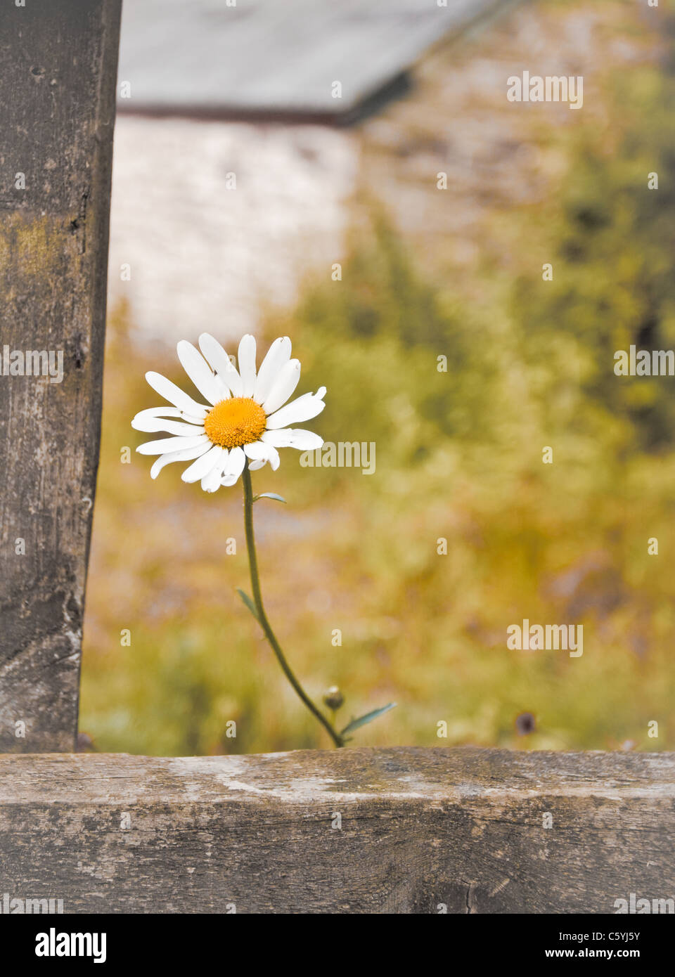 Low contrast image of a daisy in a garden Stock Photo - Alamy
