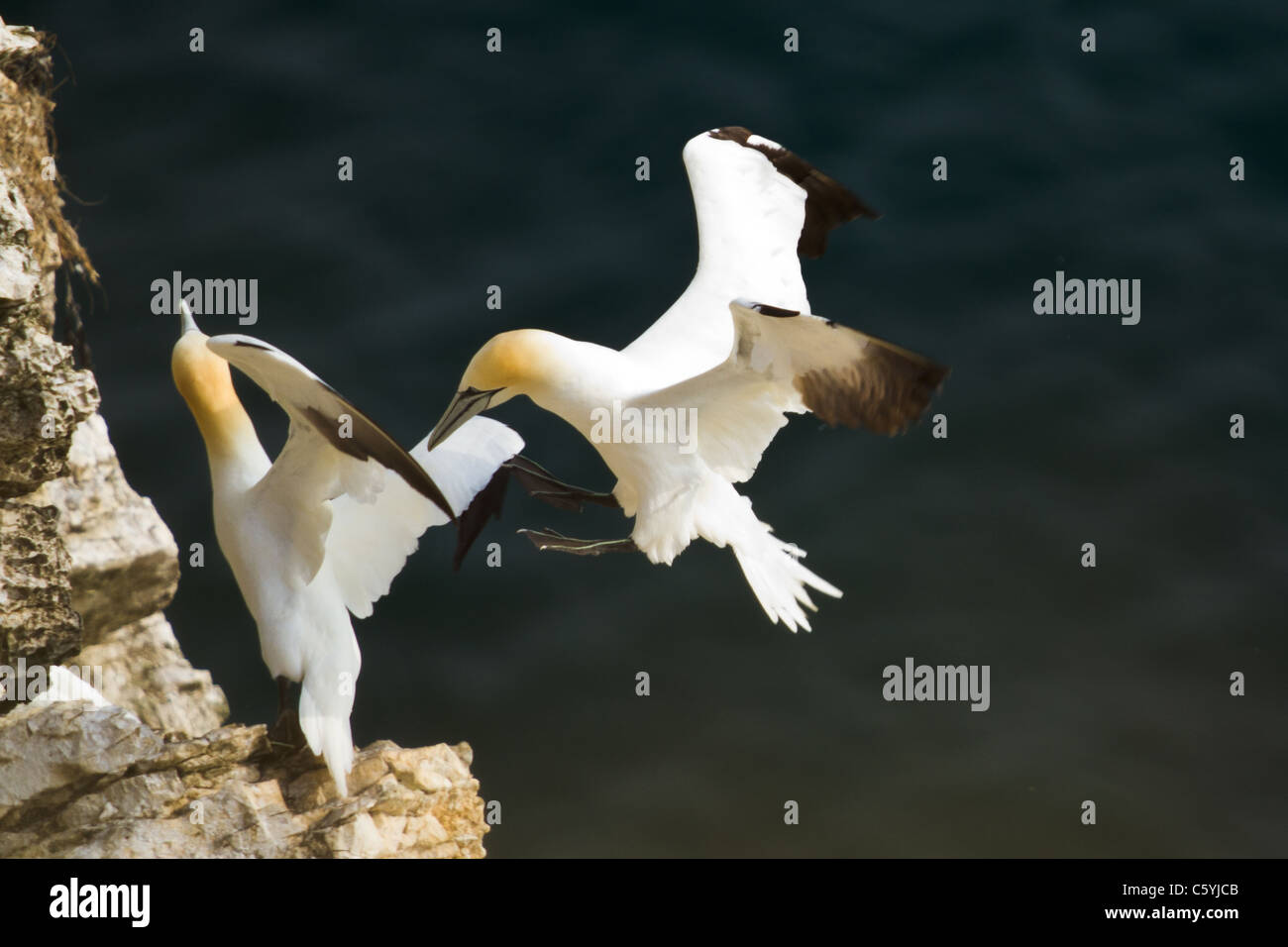 Gannet fighting hi-res stock photography and images - Alamy