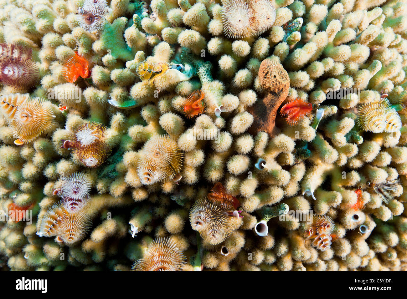 Christmas tree worms on a coral reef hi-res stock photography and ...