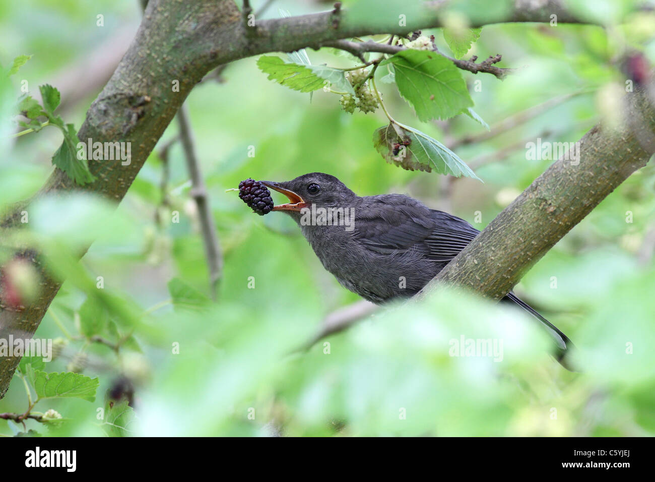 Catbird environment hi-res stock photography and images - Alamy