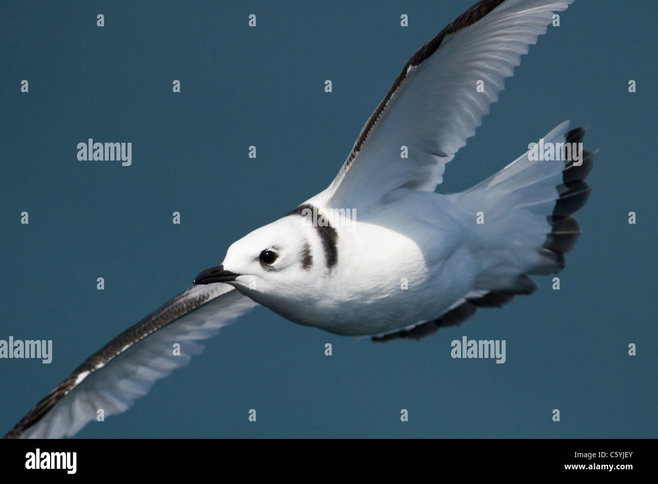 Juvenile Kittiwake in Flight Stock Photo - Alamy