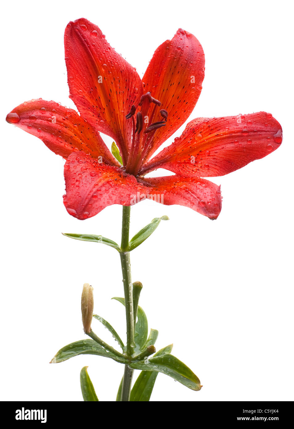 Lily drop hi-res stock photography and images - Alamy