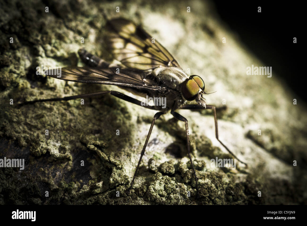 Creepy fly hi-res stock photography and images - Alamy
