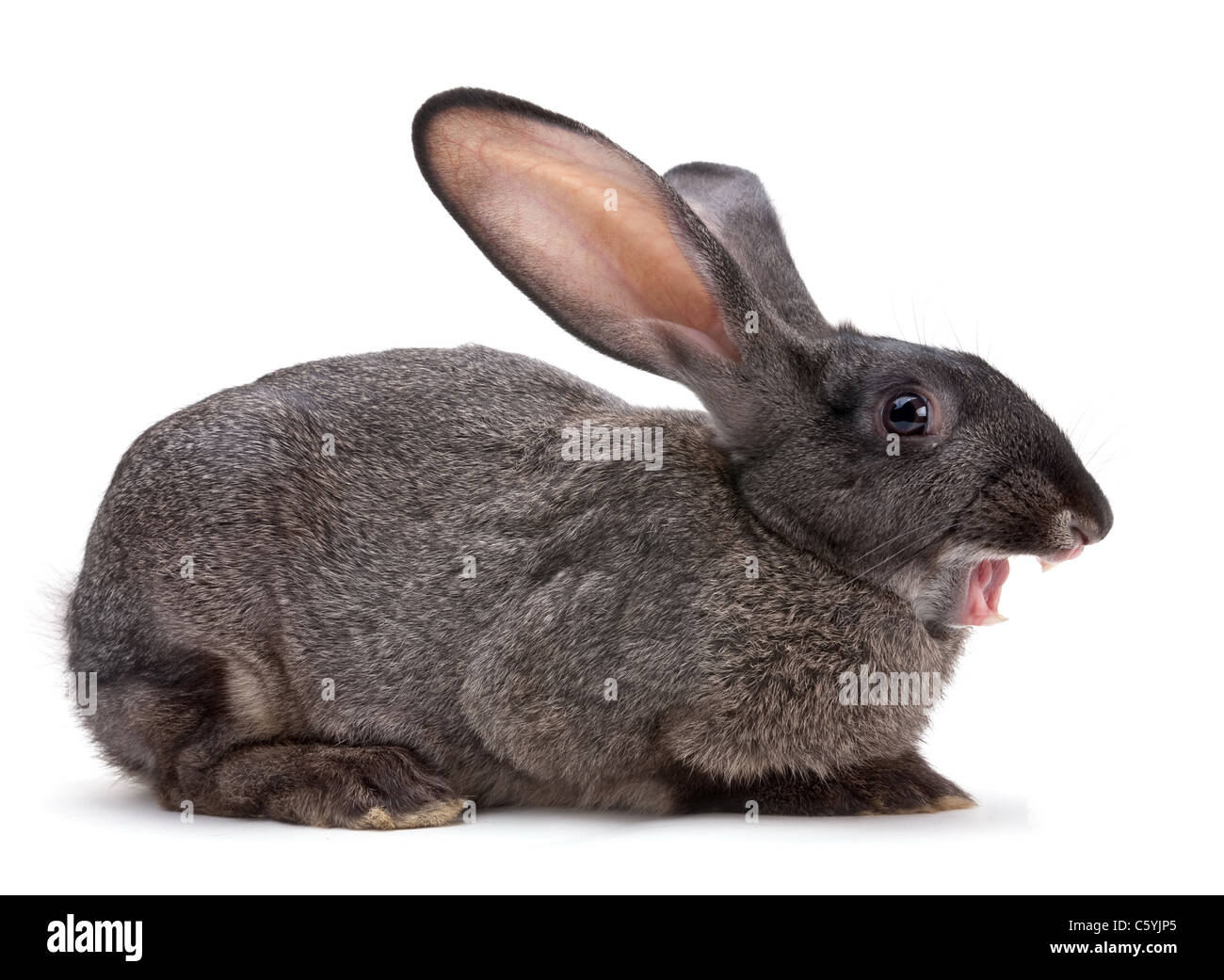 Yawning Rabbit