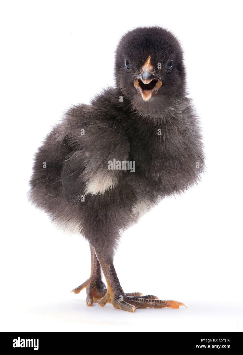 Baby chicken closeup isolated on white background Stock Photo - Alamy