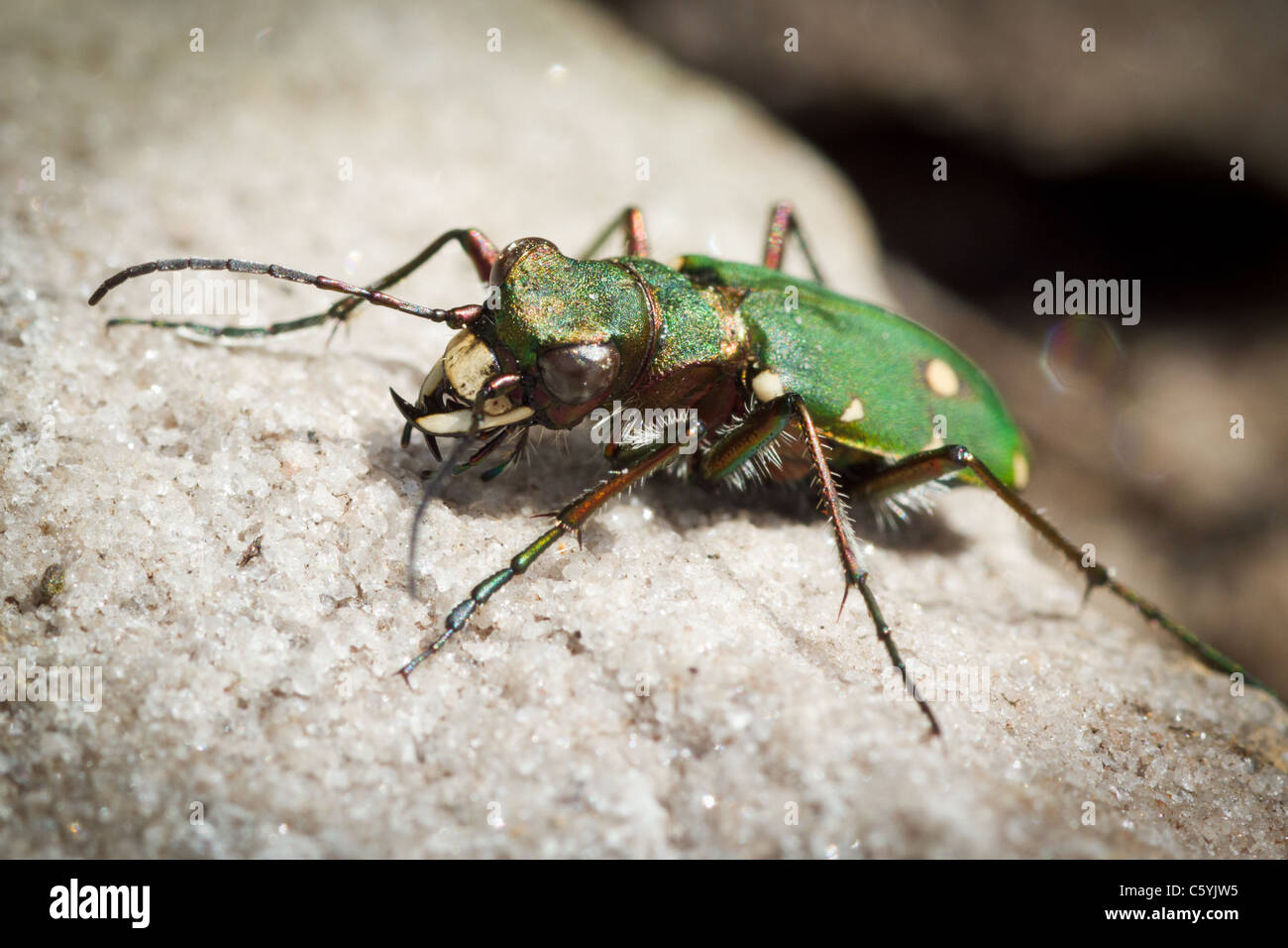 Green Tiger Beetle Stock Photo - Alamy