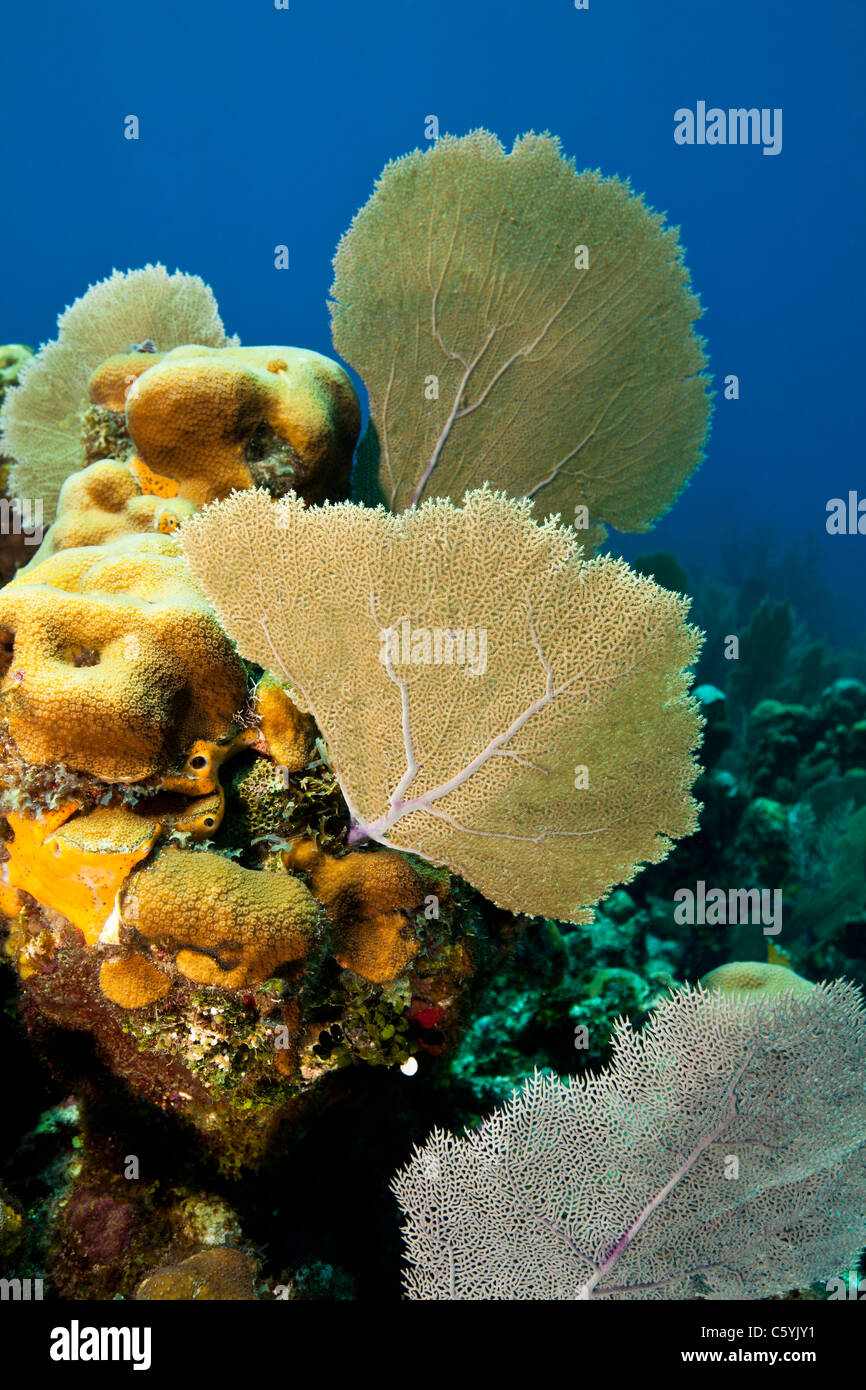 Gorgonia sea fan hi-res stock photography and images - Alamy