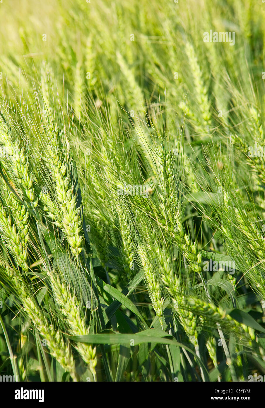 Wheat plant hi-res stock photography and images - Alamy