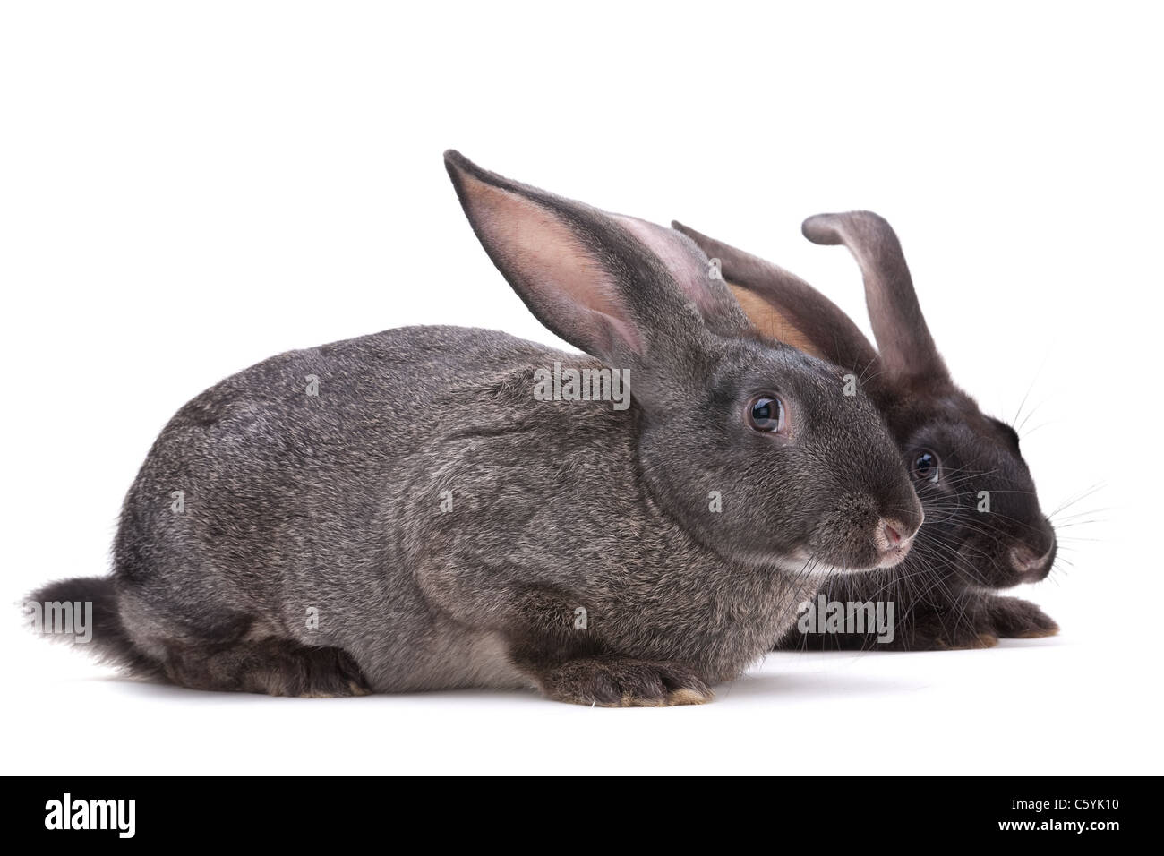 Rabbit farm animal closeup on white background Stock Photo - Alamy