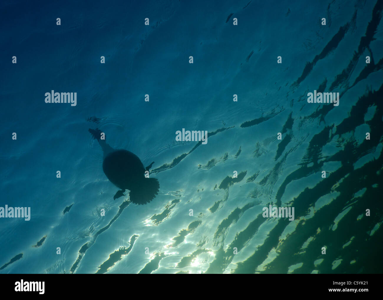 Fish eyes view of Common Goldeneye (Bucephala clangula Stock Photo - Alamy