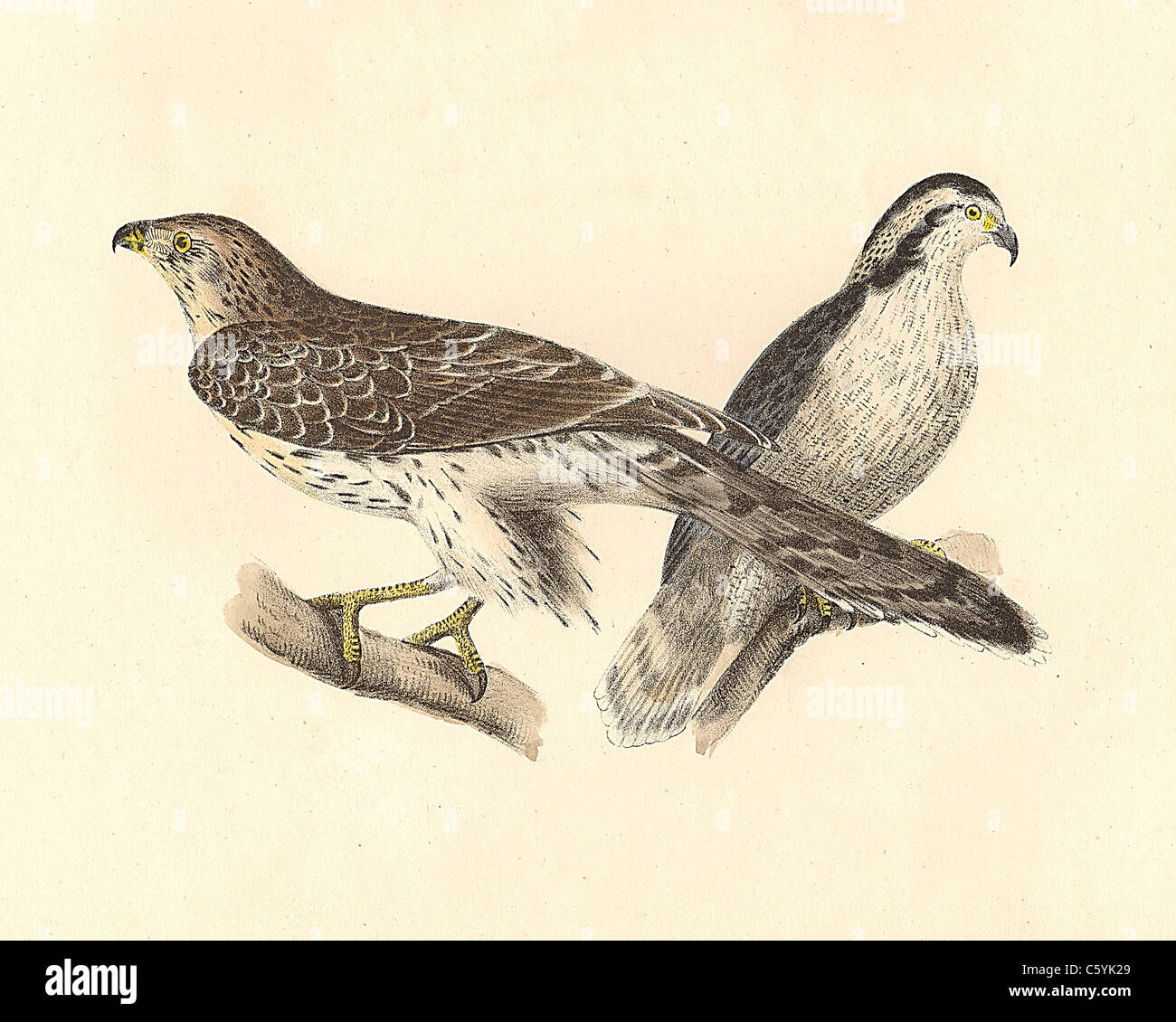 Goshawk picture hi-res stock photography and images - Alamy